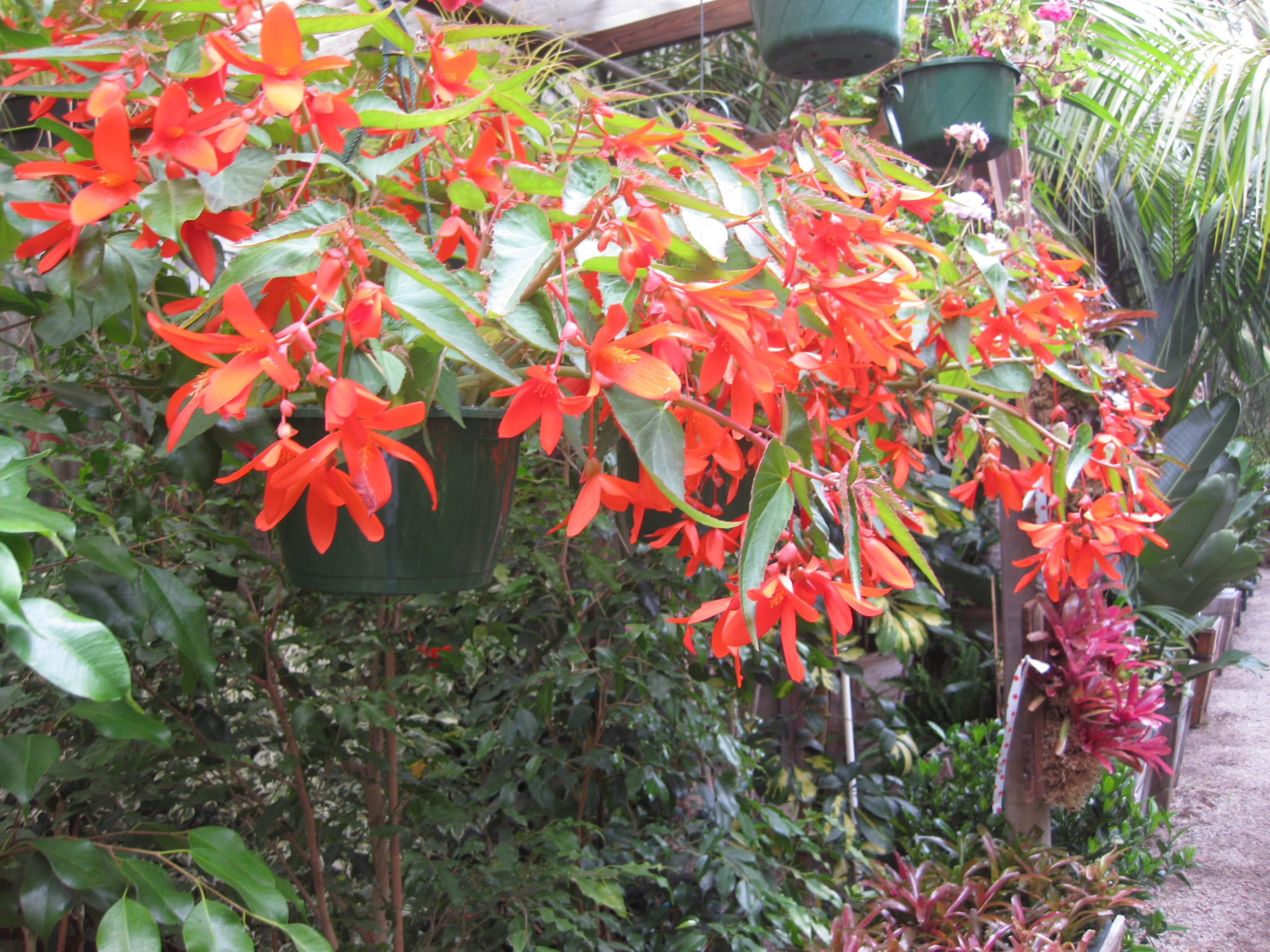 Plant Material Services - Malibu Tree & Landscape